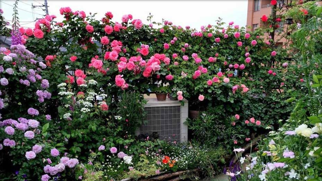 Loại bột thường có trong bếp này, chỉ cần rắc 1 chút lên cây cảnh, nụ ra chi chít, hoa nở đầy vườn