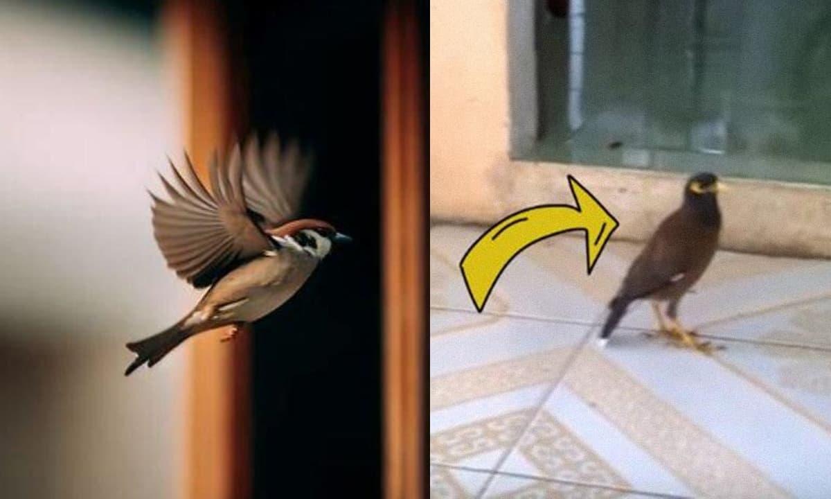 3 con chim vào nhà, quý nhân gõ cửa, đừng dại mà đuổi chúng đi