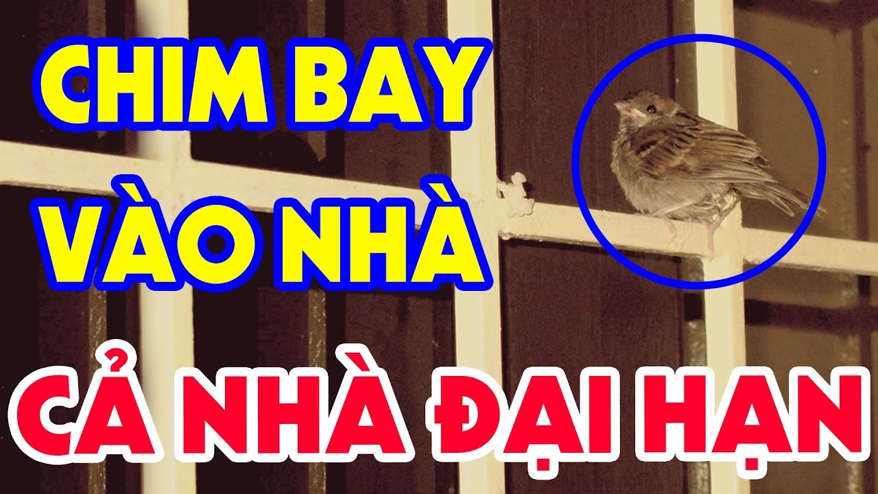 Các cụ bảo: 2 con chim bay vào nhà, ắt có tin dữ, đừng cố giữ lại