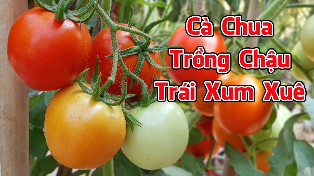 Cách trồng Cà chua trong chậu cho quả sai trĩu cành, ăn thoải mái không hết
