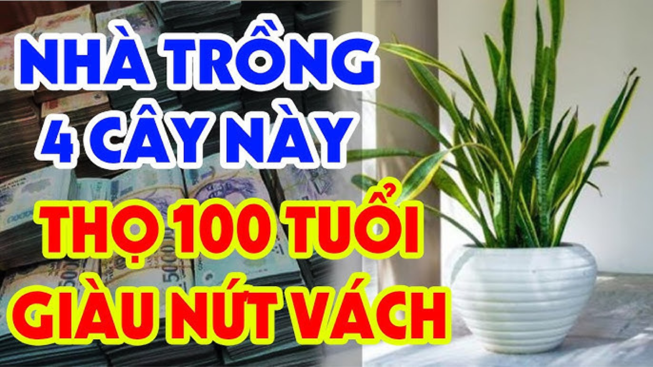 5 loại cây cảnh dưỡng người, càng trồng lâu gia chủ càng giàu có, sung túc