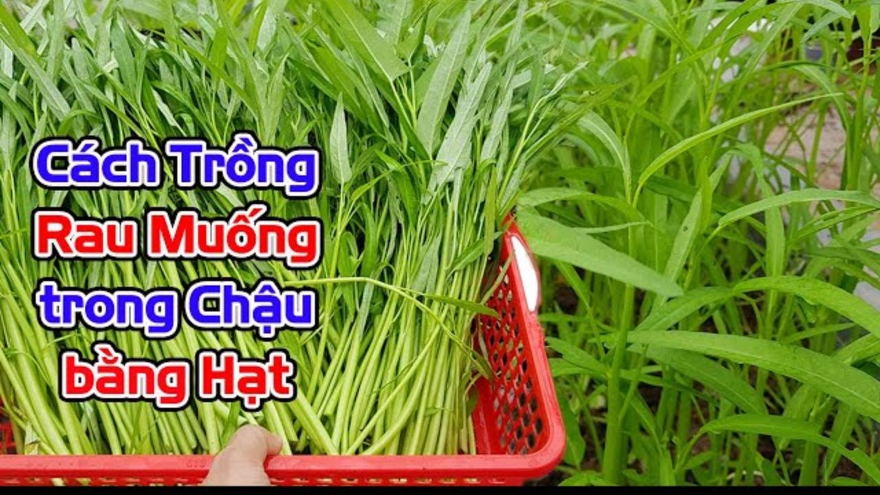 4 loại rau xanh dễ trồng nhất, cứ thả vào đất là sống, không chăm bón ...