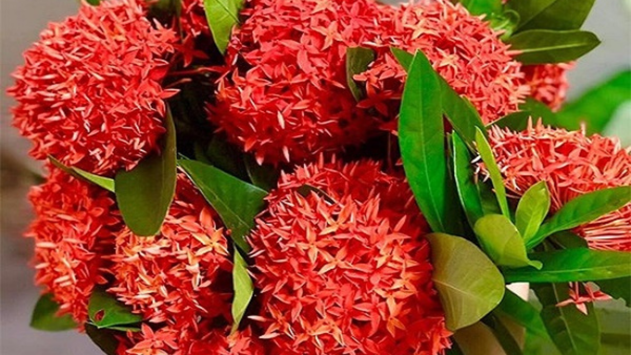 Hoa Mẫu Đơn thu hút tài lộc nhà ai cũng thích trồng: Đặc biệt 1 tuổi cực hợp, giàu nhanh chóng mặt