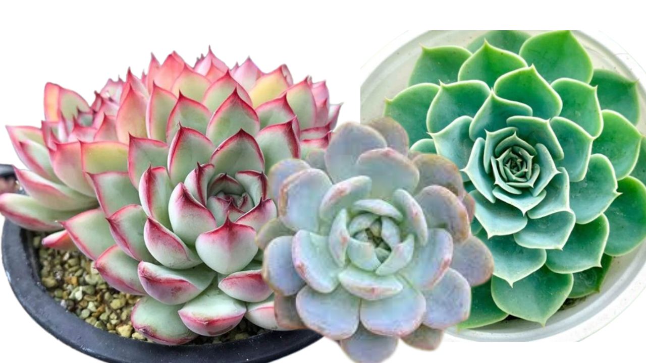Trồng cây sen đá trong nhà có ý nghĩa phong thủy gì? Những lưu ý tránh ...