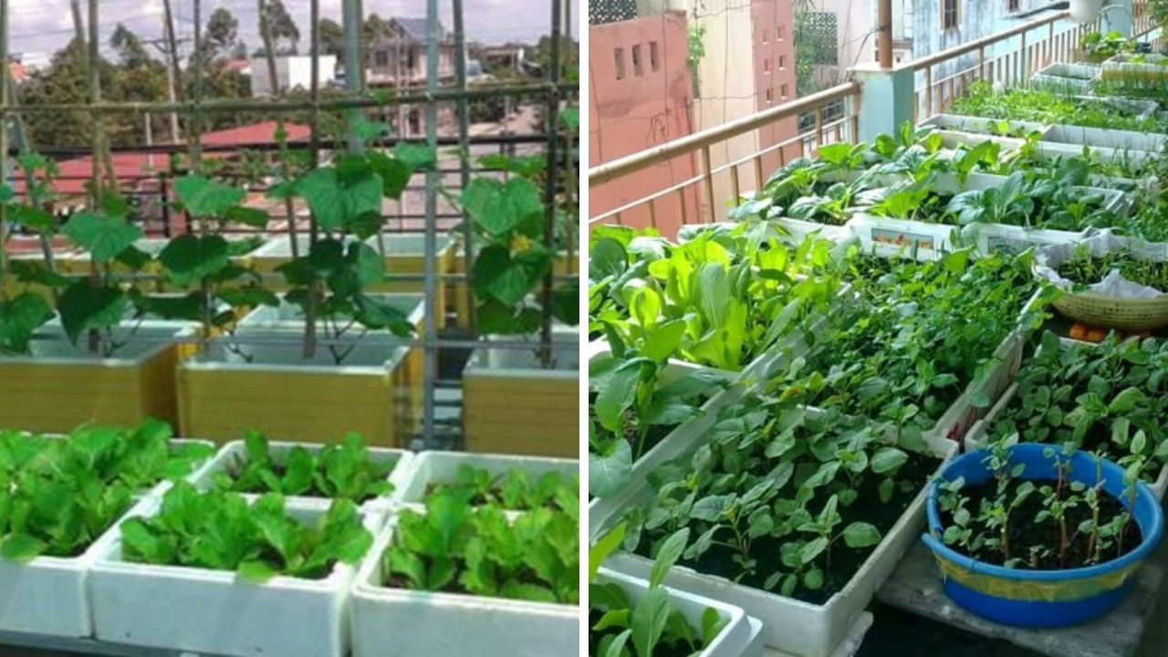 Cách trồng rau sạch trong thùng xốp cực đơn giản: Rau xanh tốt, nhanh ...