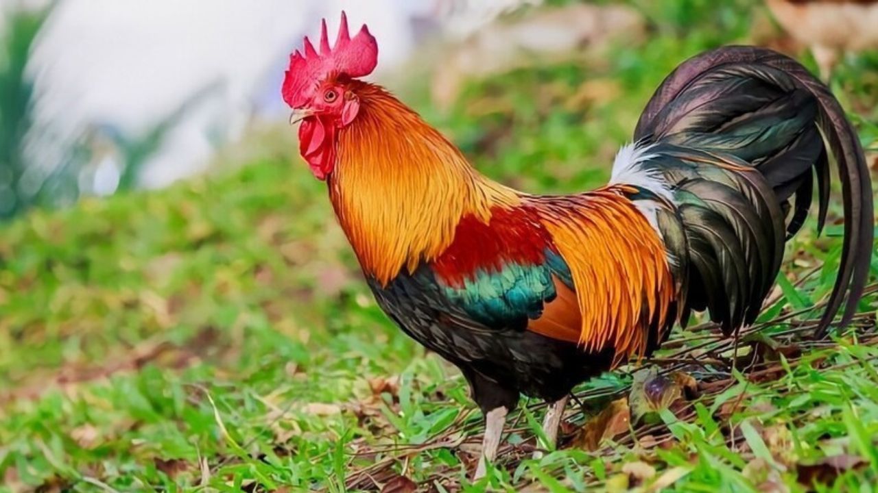 Có câu: 3 tiếng con vật kêu, xui rủi, tai họa đang ập đến, đó là 3 con ...