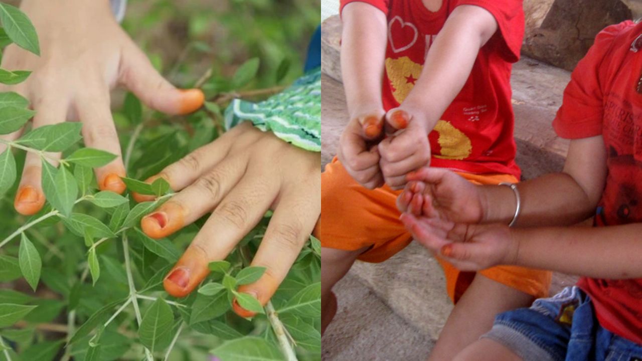 Tại sao người xưa nhuộm móng tay dịp Tết Đoan Ngọ, nhất là phải nhuộm ...