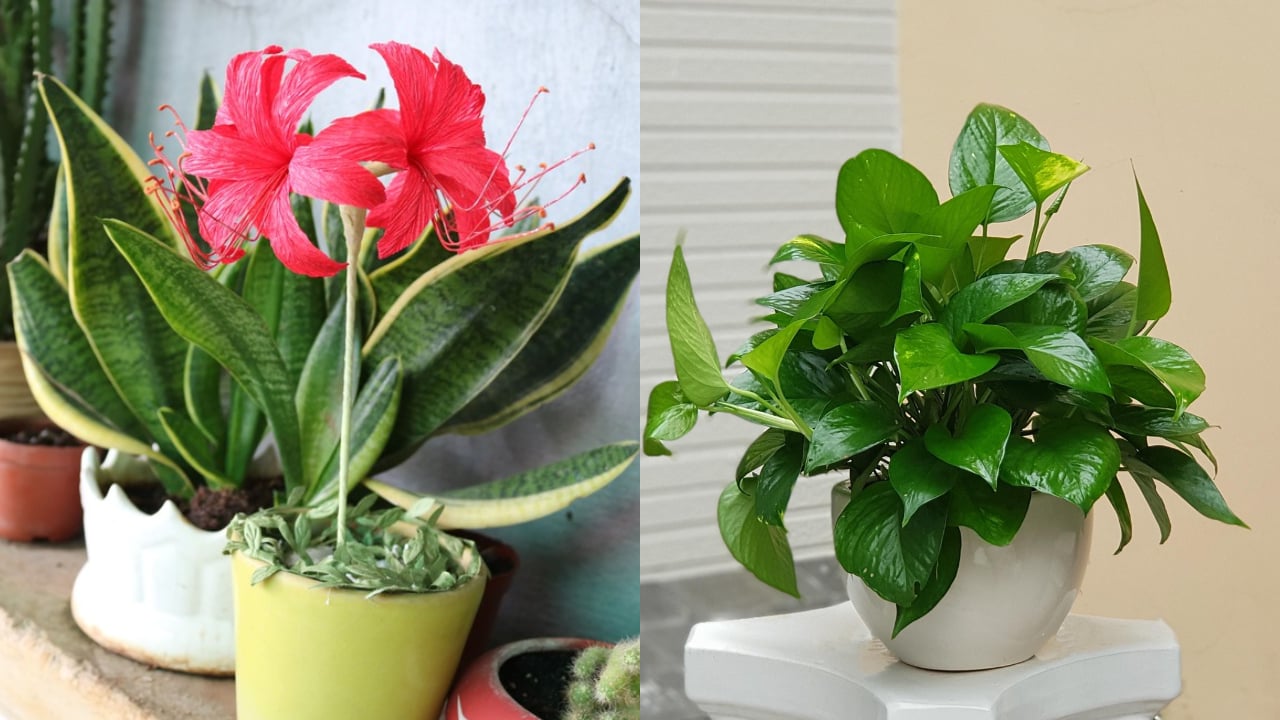 3 cây cảnh ‘nguy hiểm’ trong nhà theo quan niệm dân gian: Gia chủ cẩn ...