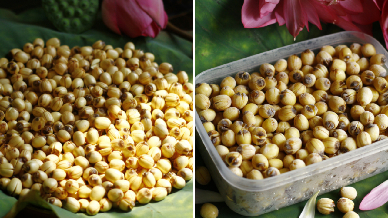 Bí quyết bảo quản hạt sen tươi cả năm vẫn bở bùi, không bị thâm đen