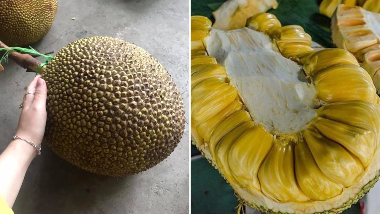 Mẹo chọn mít chín cây tự nhiên, ít xơ, múi dày ngọt lịm