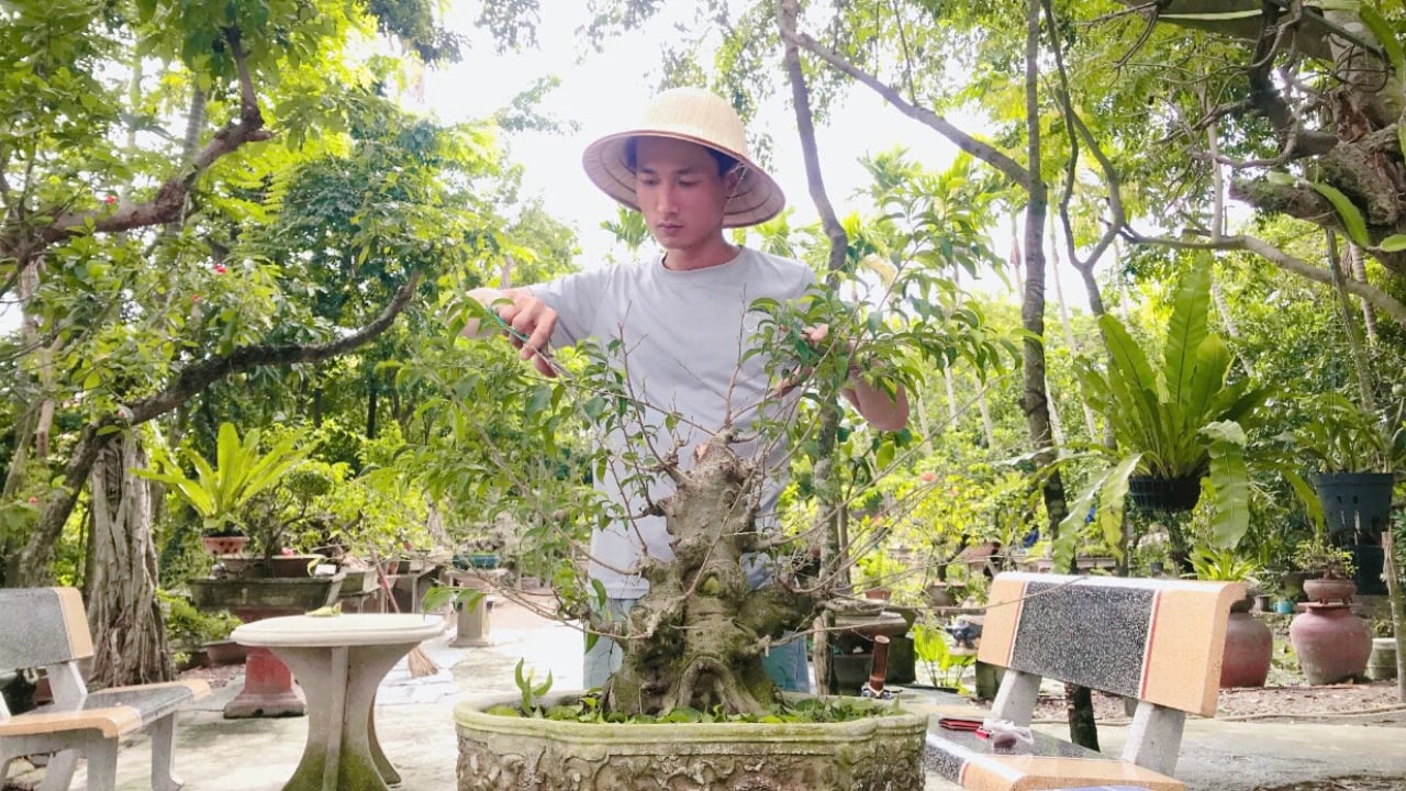 Biến cây dại thành cây bonsai giá triệu độ, nằm trong bộ Tứ Linh, có ...
