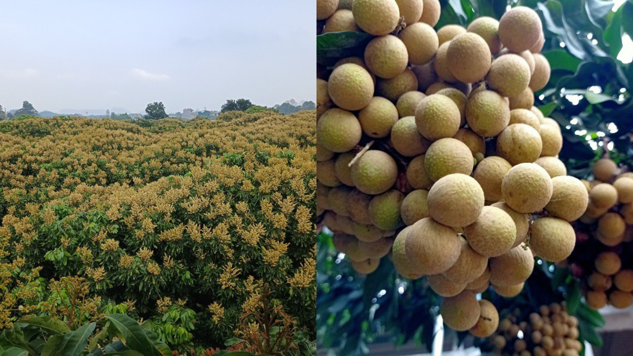‘Ép’ nhãn ra quả trái vụ, chàng trai 8x Thanh Hoá thu về 2 tỉ đồng mỗi năm