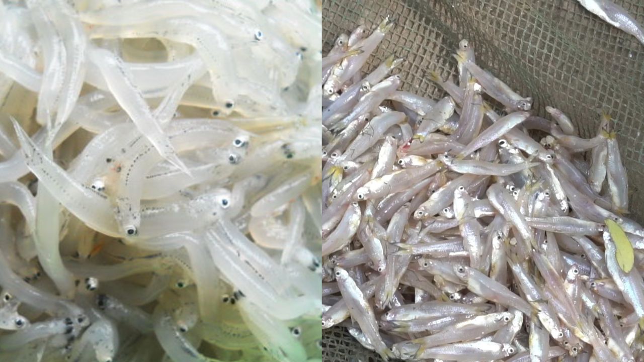 Chuyên gia khuyến cáo đừng ham ăn cá lớn, hãy ăn con cá nhỏ để nhận về ...